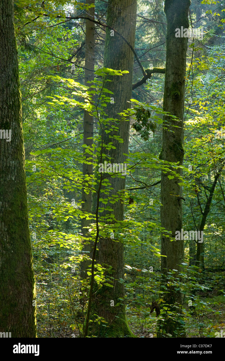 Trees illuminated by morning light Stock Photo - Alamy