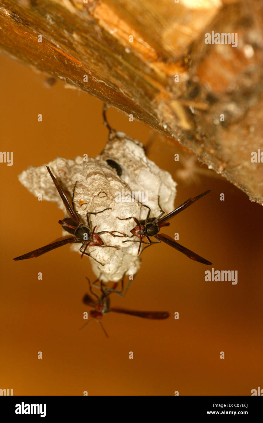 Wasps building their nest Stock Photo - Alamy