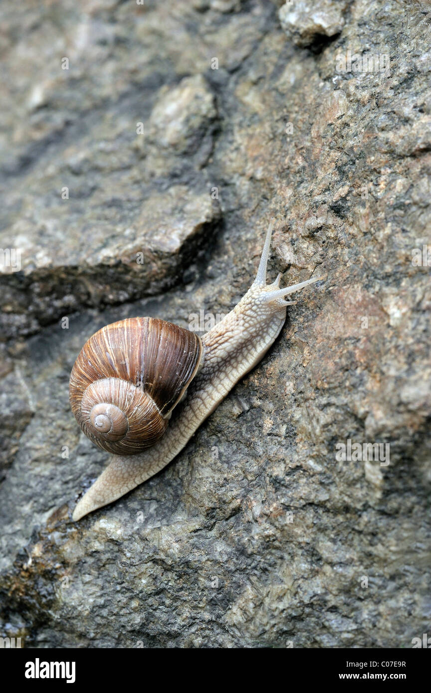 Burgundy snail, Roman snail, edible snail or escargot (Helix pomatia ...