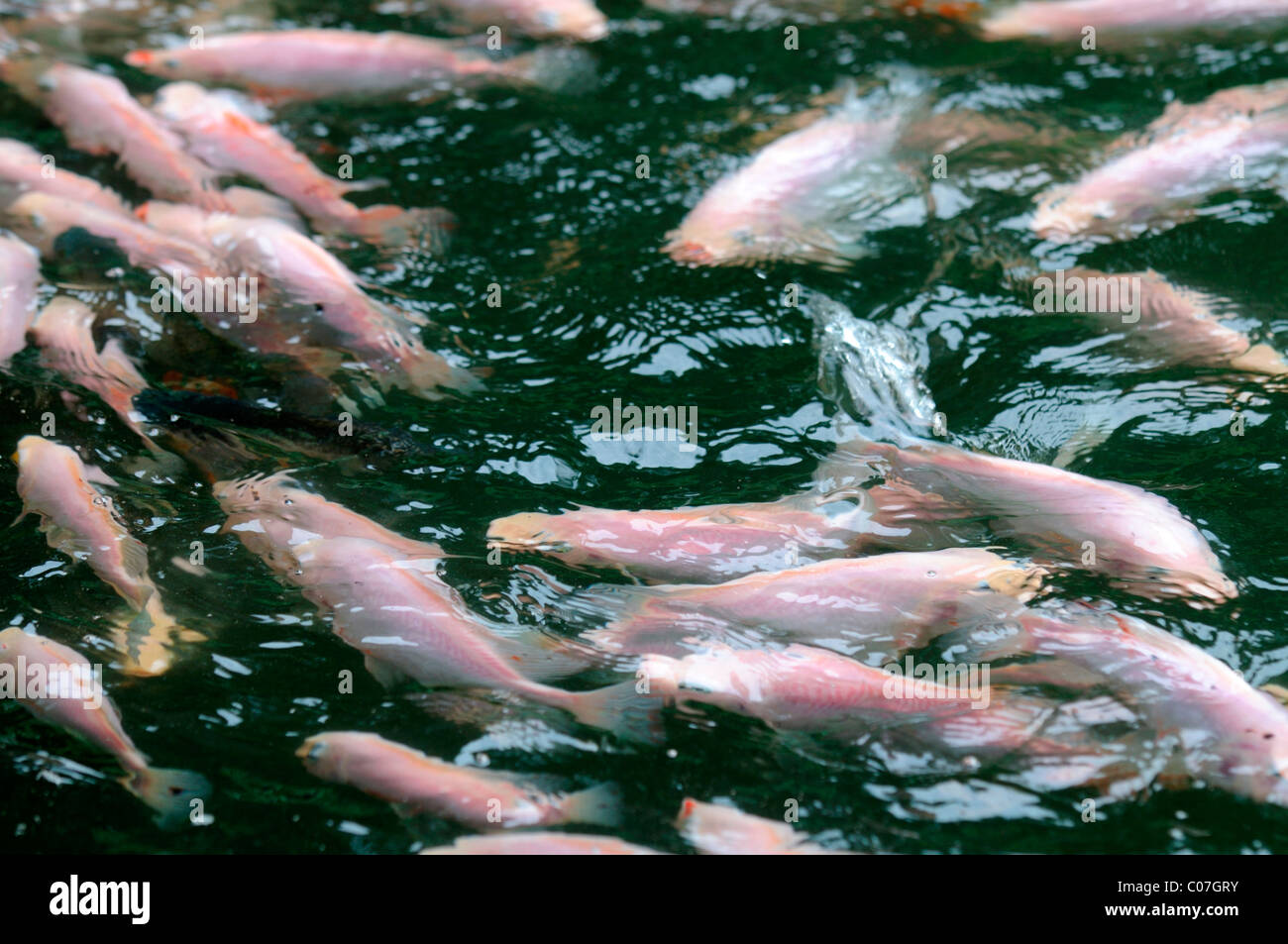 large group shoal of koi carp in an ornamental pond garden water ...