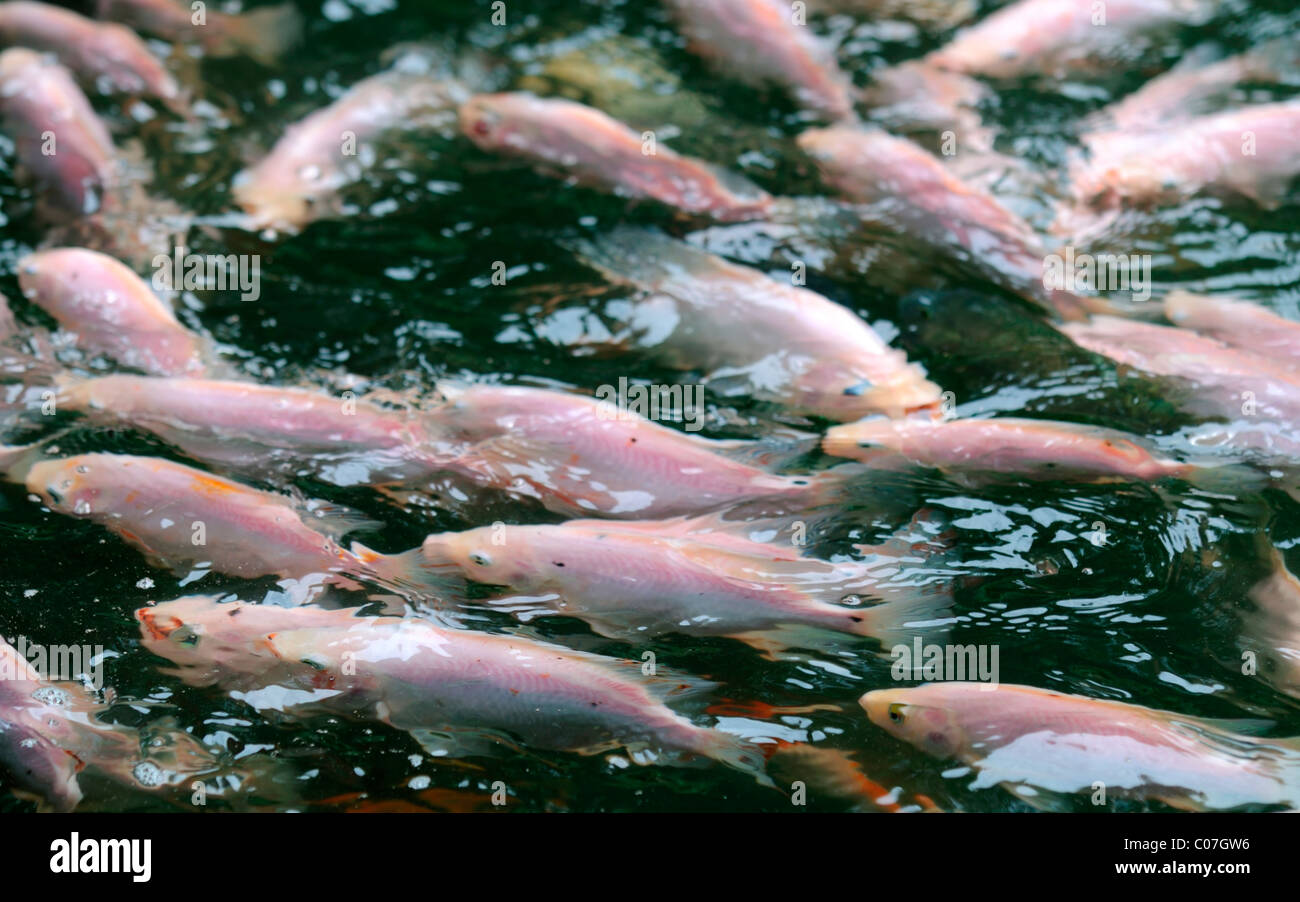 large group shoal of koi carp in an ornamental pond garden water ...