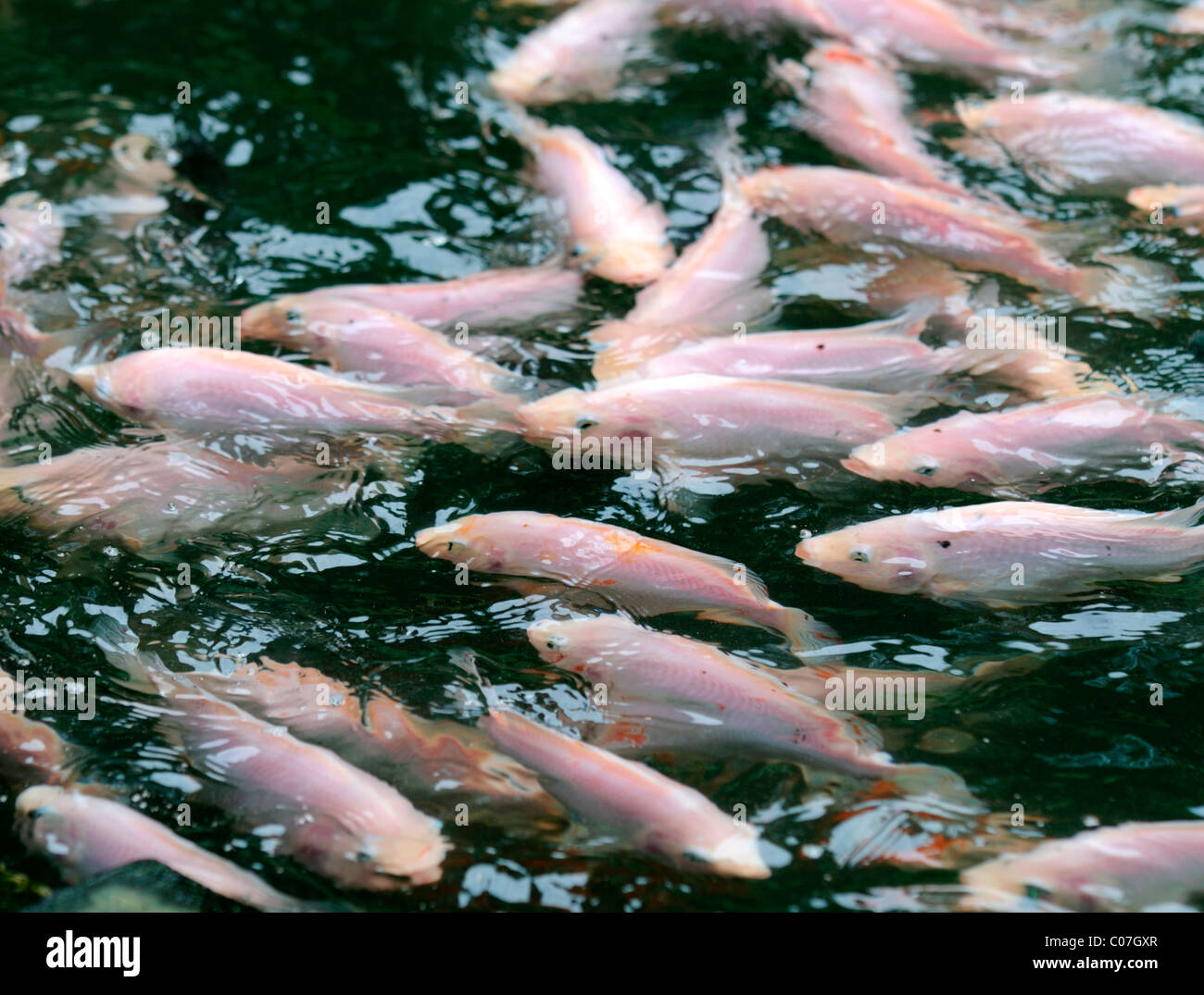 large group shoal of koi carp in an ornamental pond garden water ...
