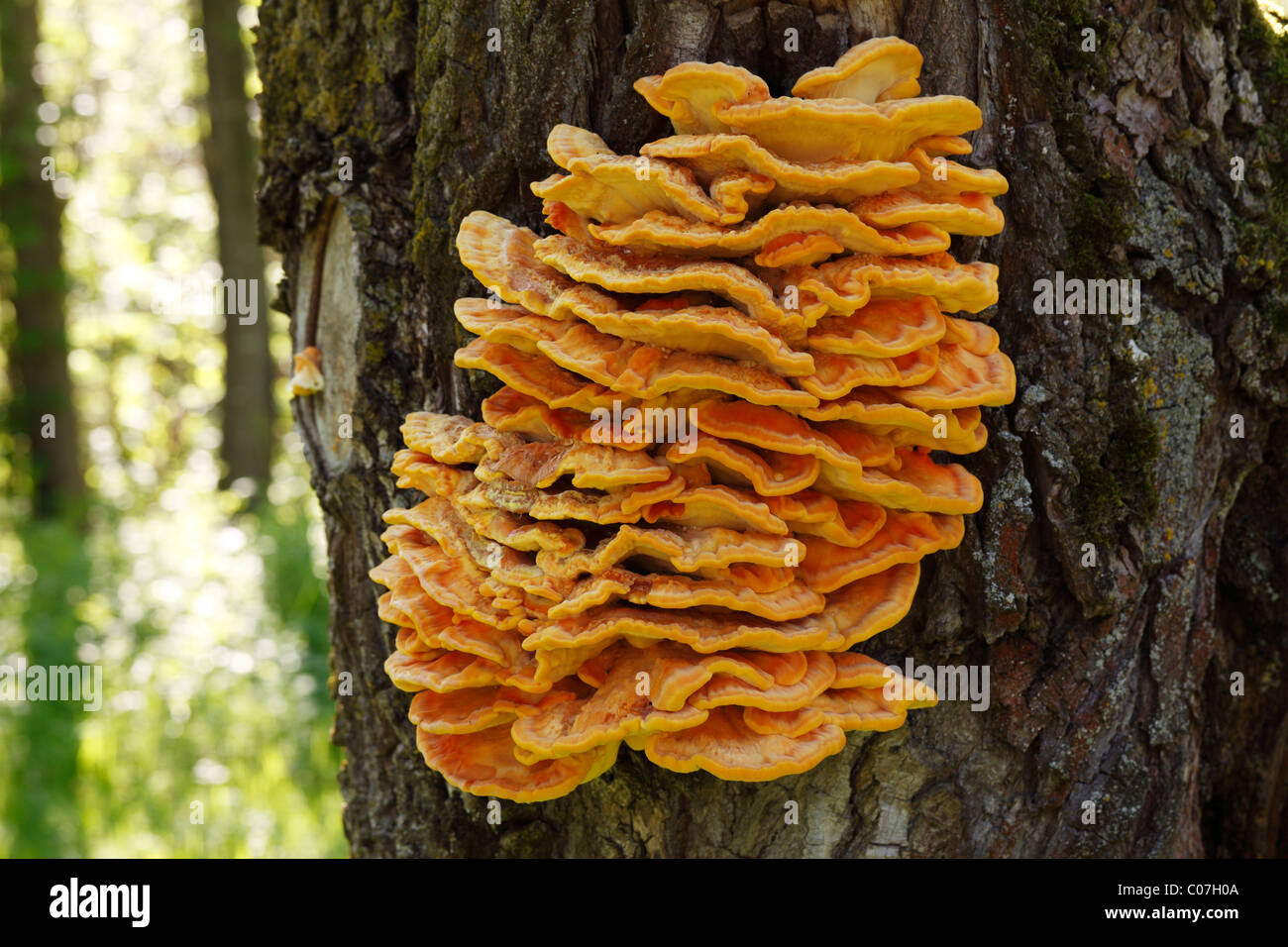 Tree fungus sulphur polypore, sulphur shelf or chicken mushroom ...