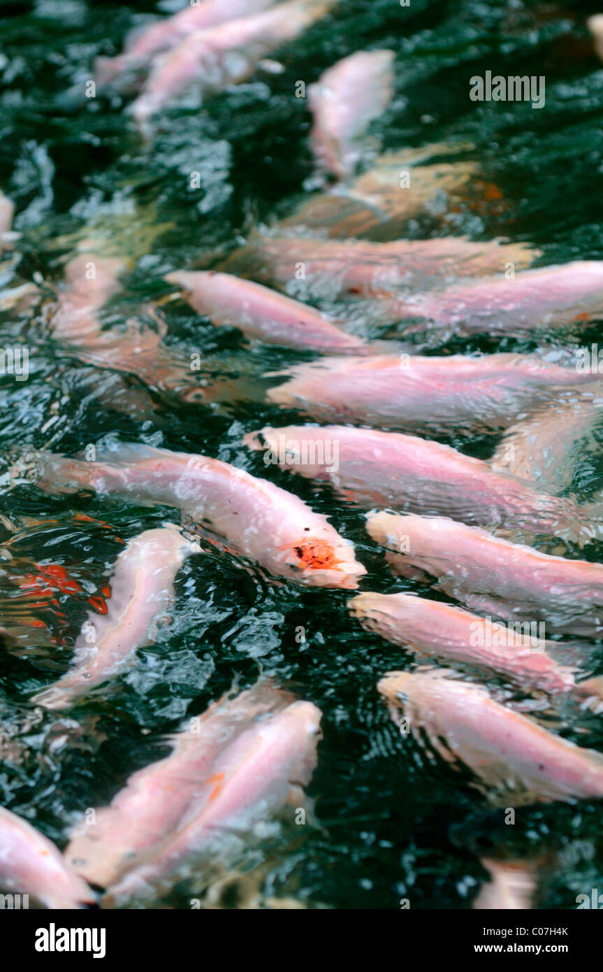 large group shoal of koi carp in an ornamental pond garden water ...