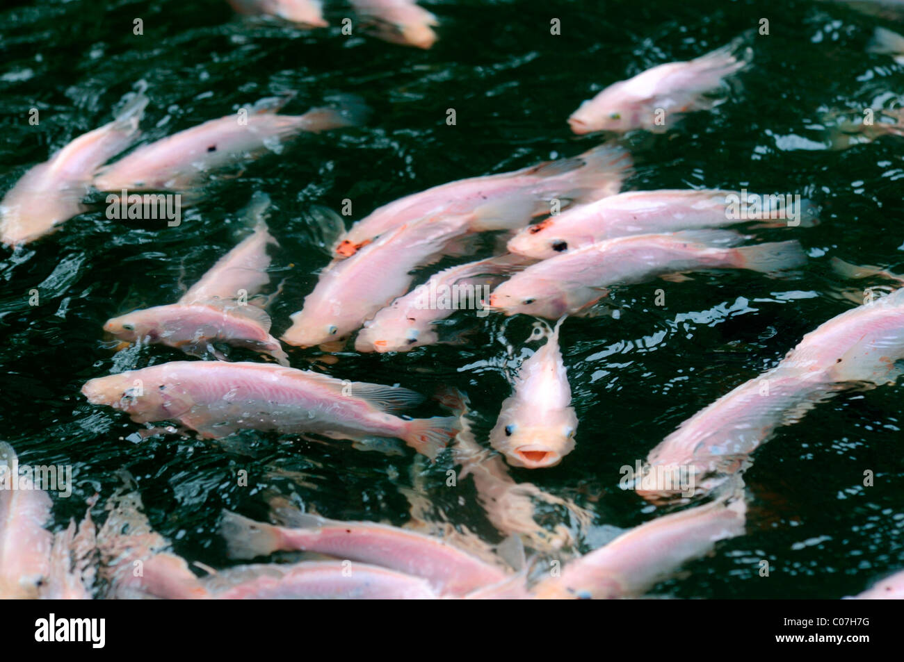 large group shoal of koi carp in an ornamental pond garden water ...
