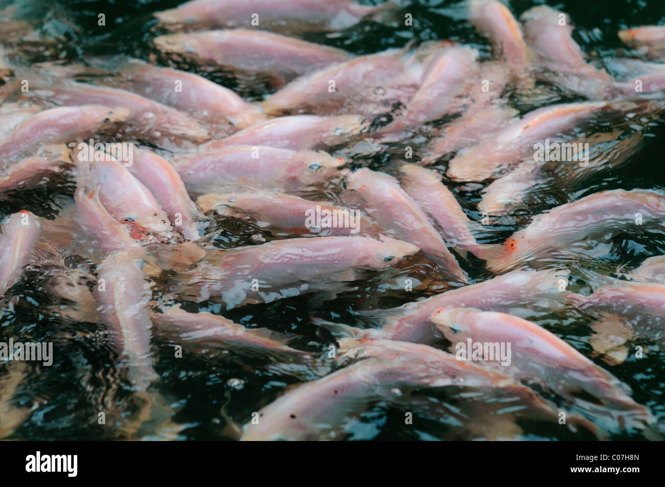 Ornamental carp hi-res stock photography and images - Alamy