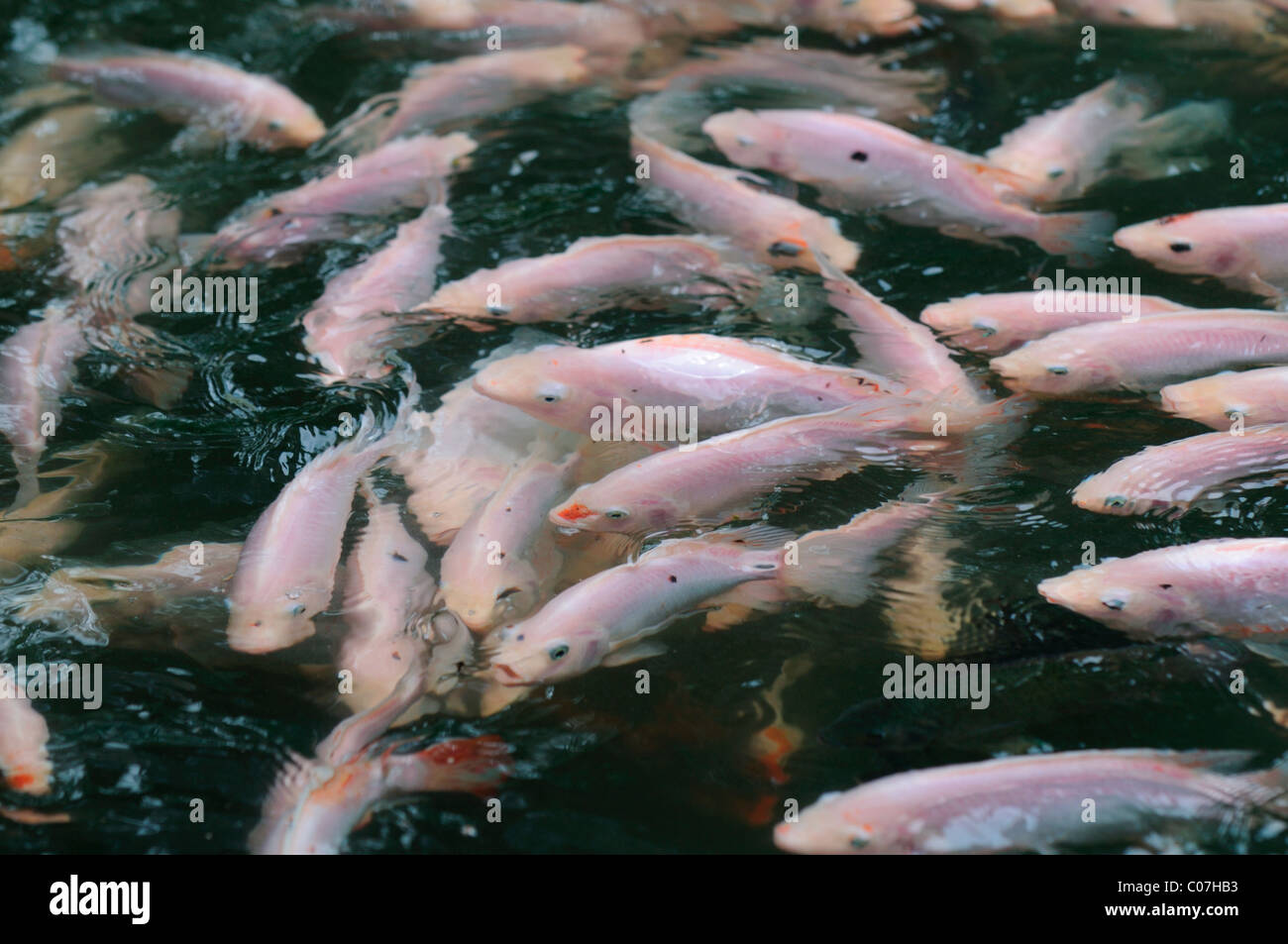 large group shoal of koi carp in an ornamental pond garden water ...