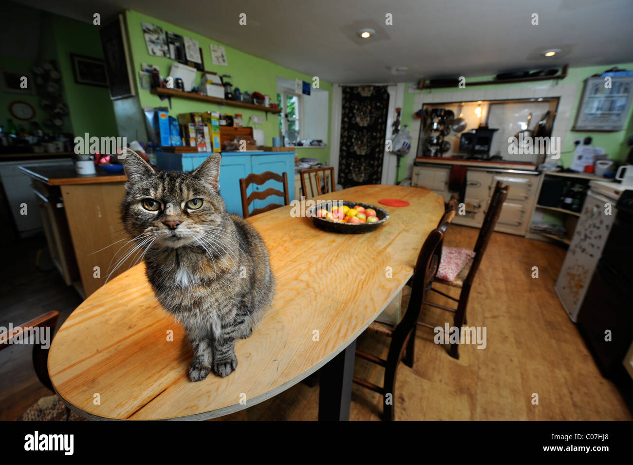 Cat On The Table High Resolution Stock Photography and Images - Alamy