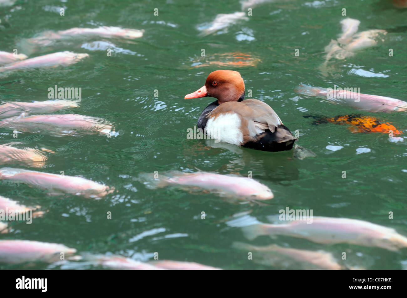 duck swimming among middle large group shoal koi carp in an ornamental ...