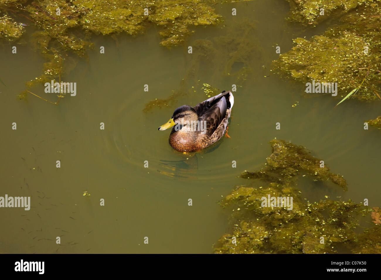 Duck swimming in water. Top view Stock Photo - Alamy