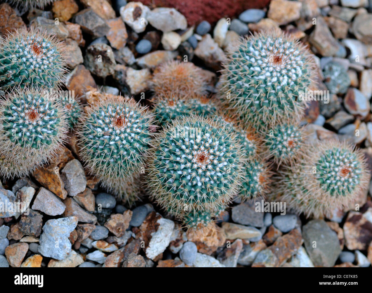 Sphere cactus hi-res stock photography and images - Alamy