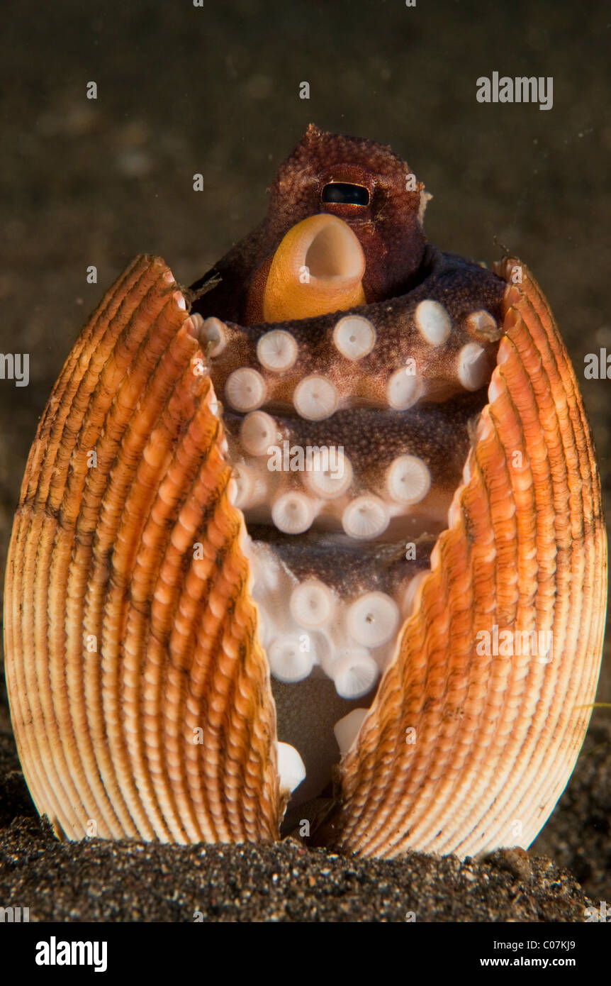 Octopus in coconut shell hi-res stock photography and images - Alamy