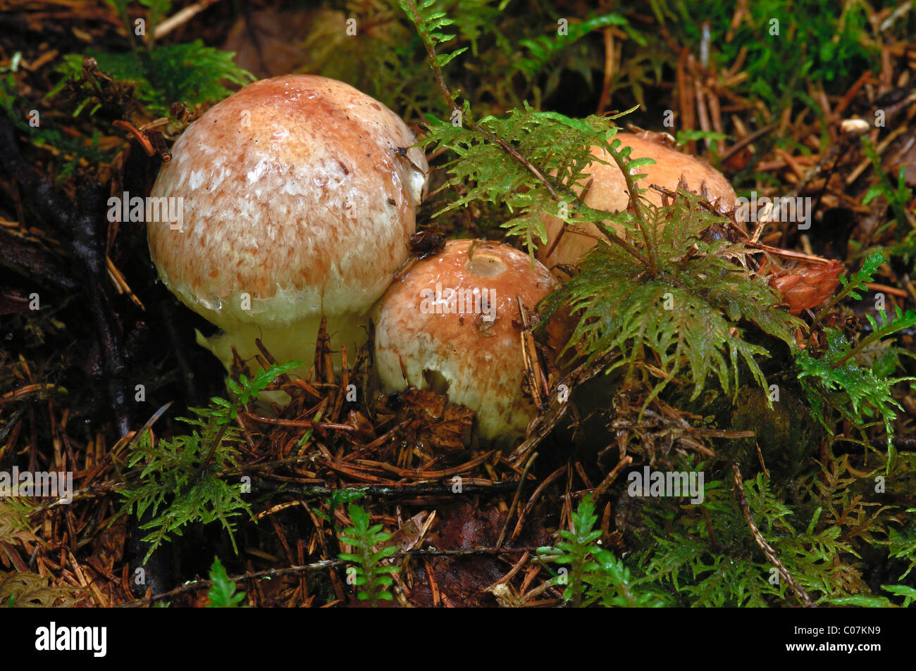 Honey fungus (Armillaria spp.) mushrooms with moss, Norway, Scandinavia ...