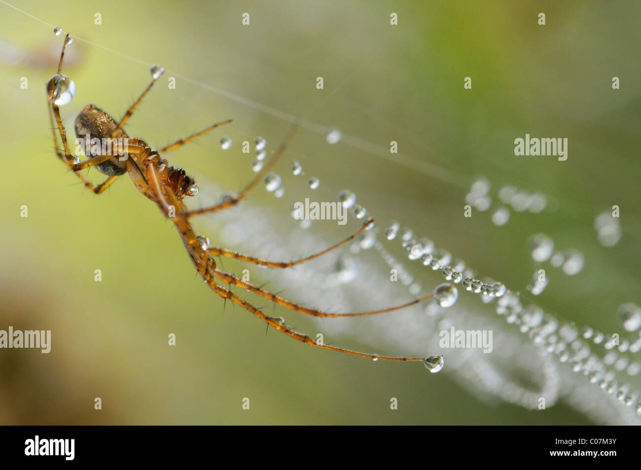 Lesser garden spider (Metellina segmentata Stock Photo - Alamy