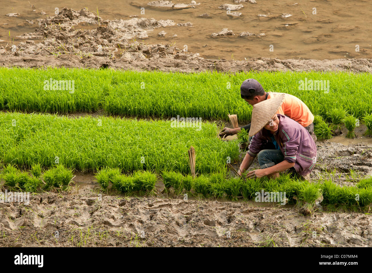 Lao rice workers bunching rice shoots together in a paddy field ...