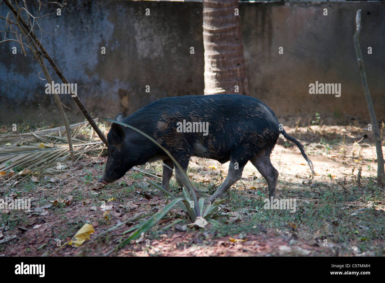 Wild pigs rooting hi-res stock photography and images - Alamy