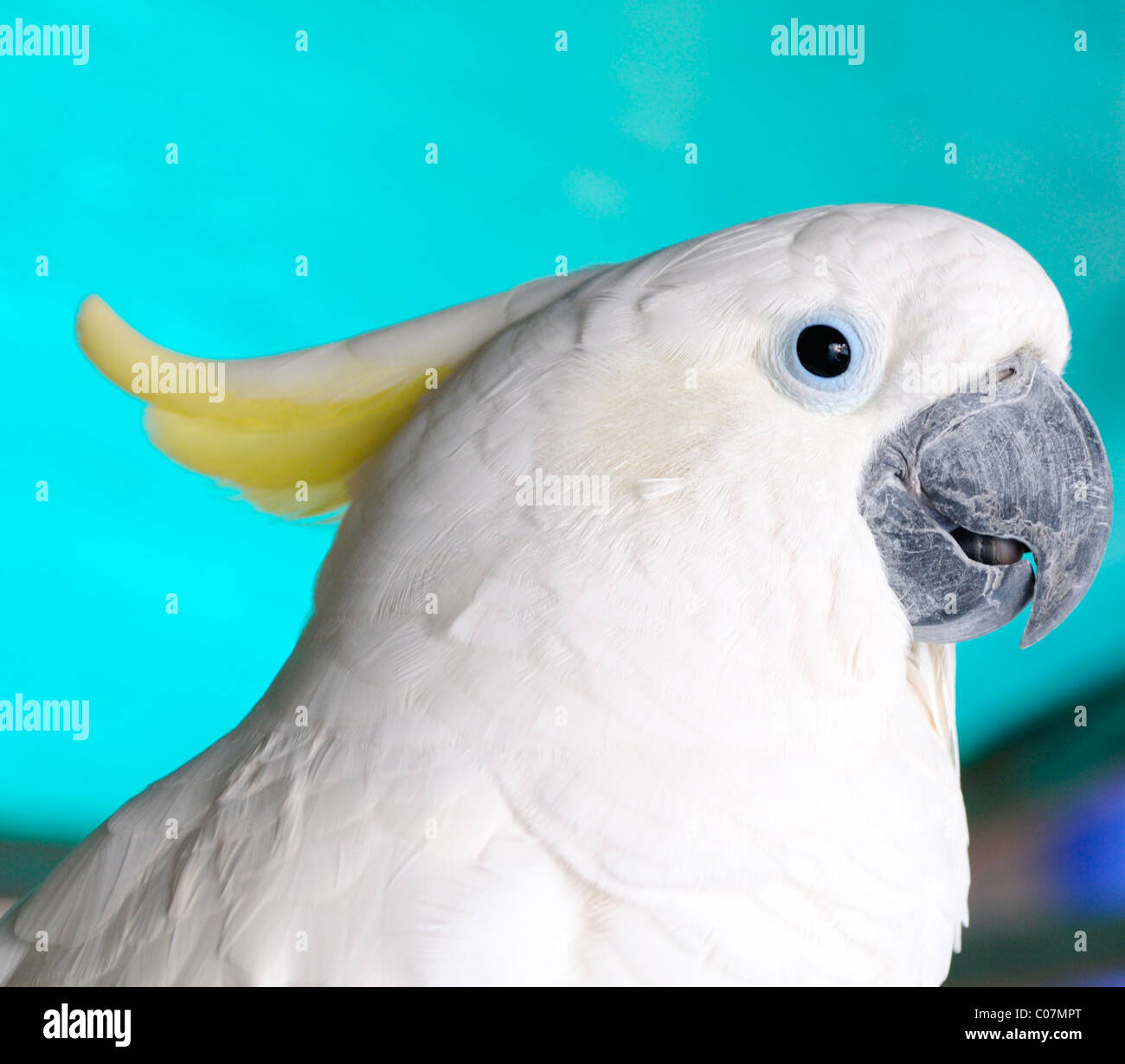 white parrot parakeet Kl kuala lumpur bird park malaysia aviary Stock ...