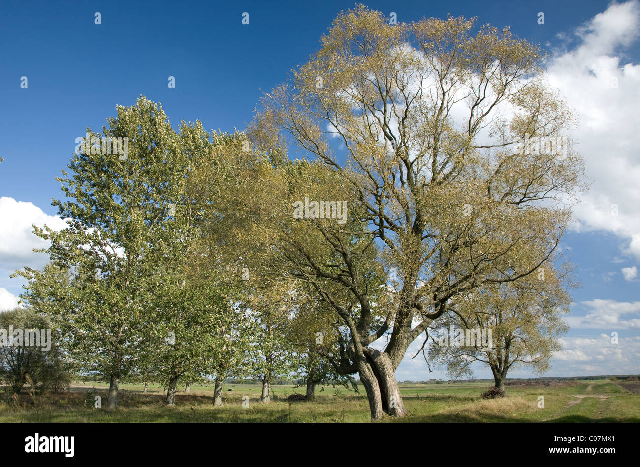 Old Willow tree against blue cloudy sky Stock Photo - Alamy