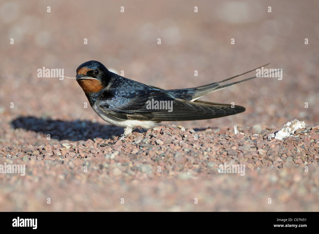 Barn Swallow (Hirundo rustica Stock Photo - Alamy