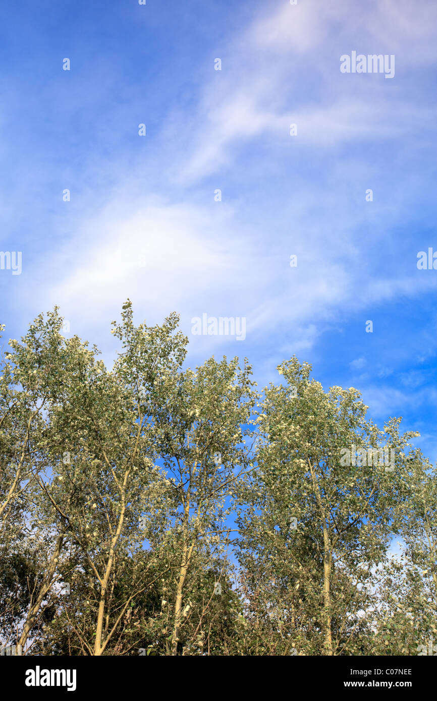 Row of birch trees with blue cloudy sky Stock Photo - Alamy