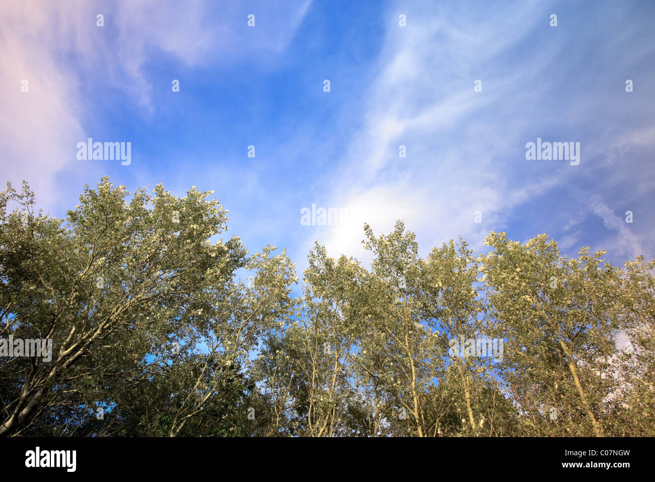 Row of birch trees with blue cloudy sky Stock Photo - Alamy