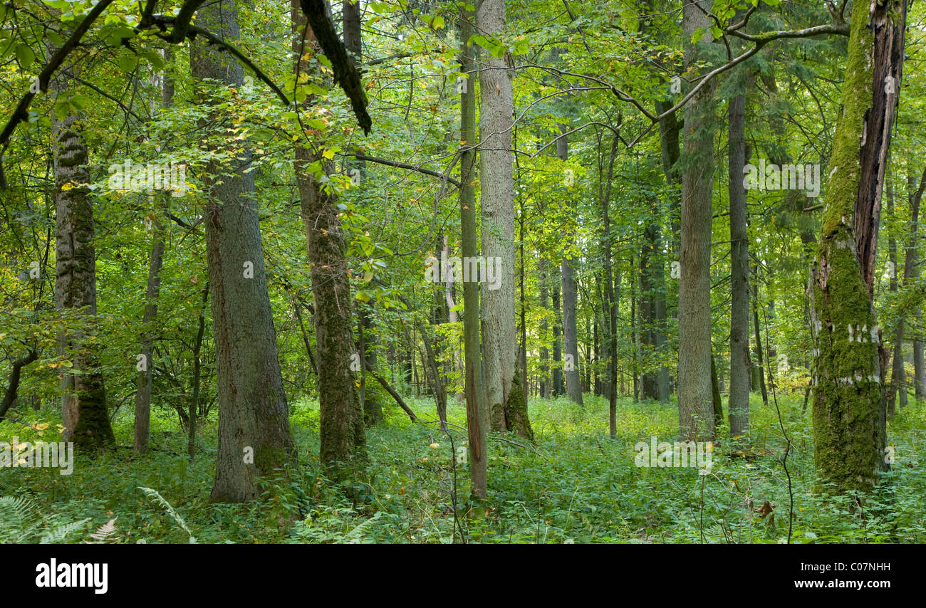 Strictly protected hi-res stock photography and images - Alamy