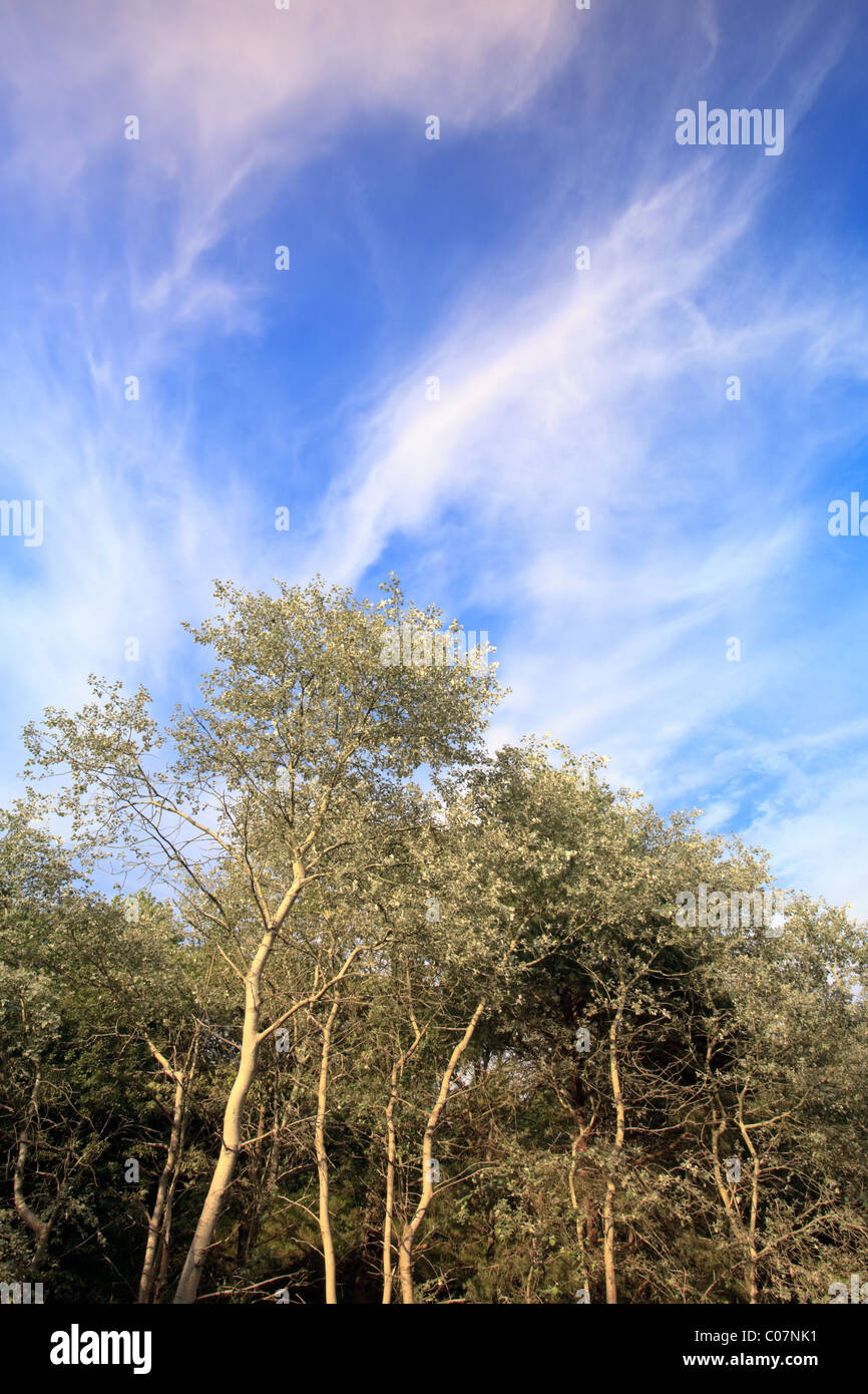 Row of birch trees with blue cloudy sky Stock Photo - Alamy