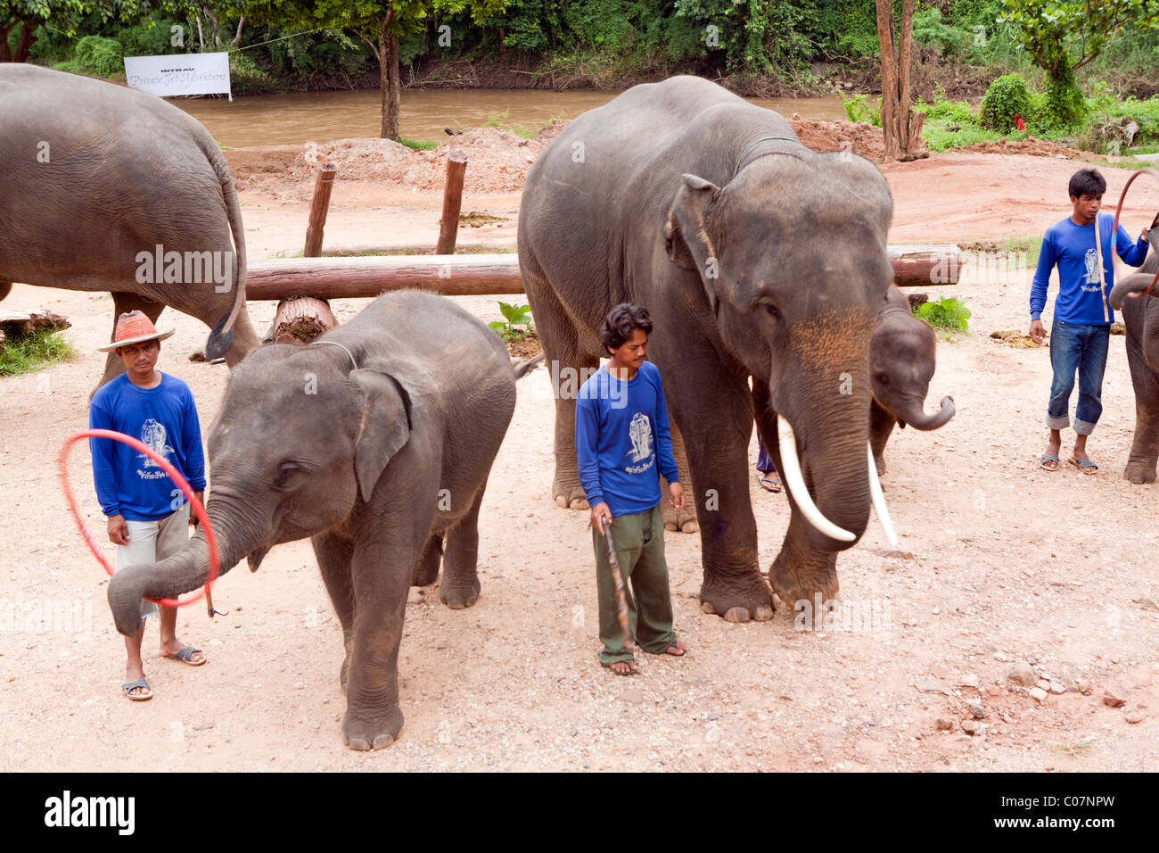 Elephant training camp Chiang Dao at Chiang Mai province, performing a ...
