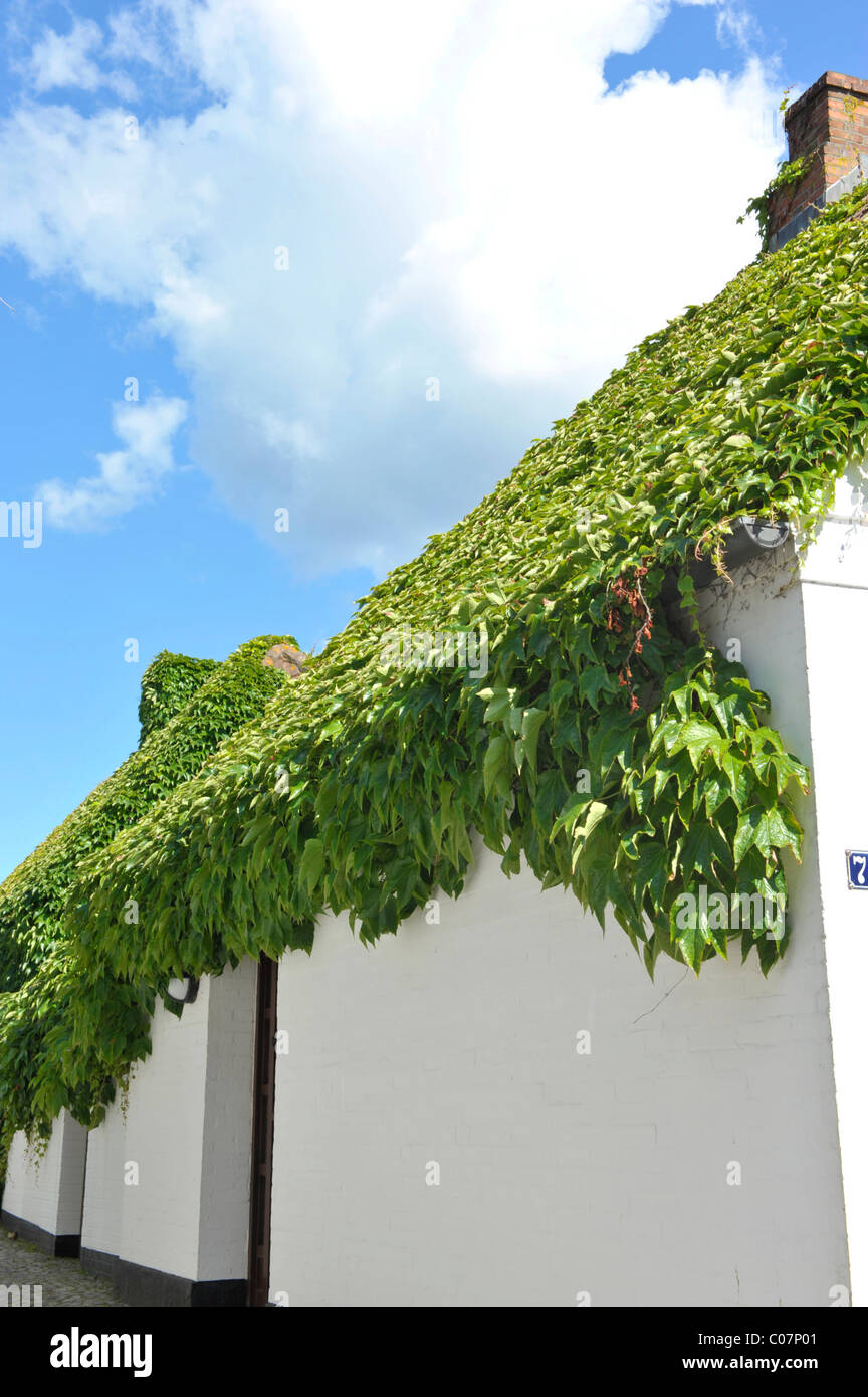 Ivy-covered roof of a small fisher's house Stock Photo - Alamy
