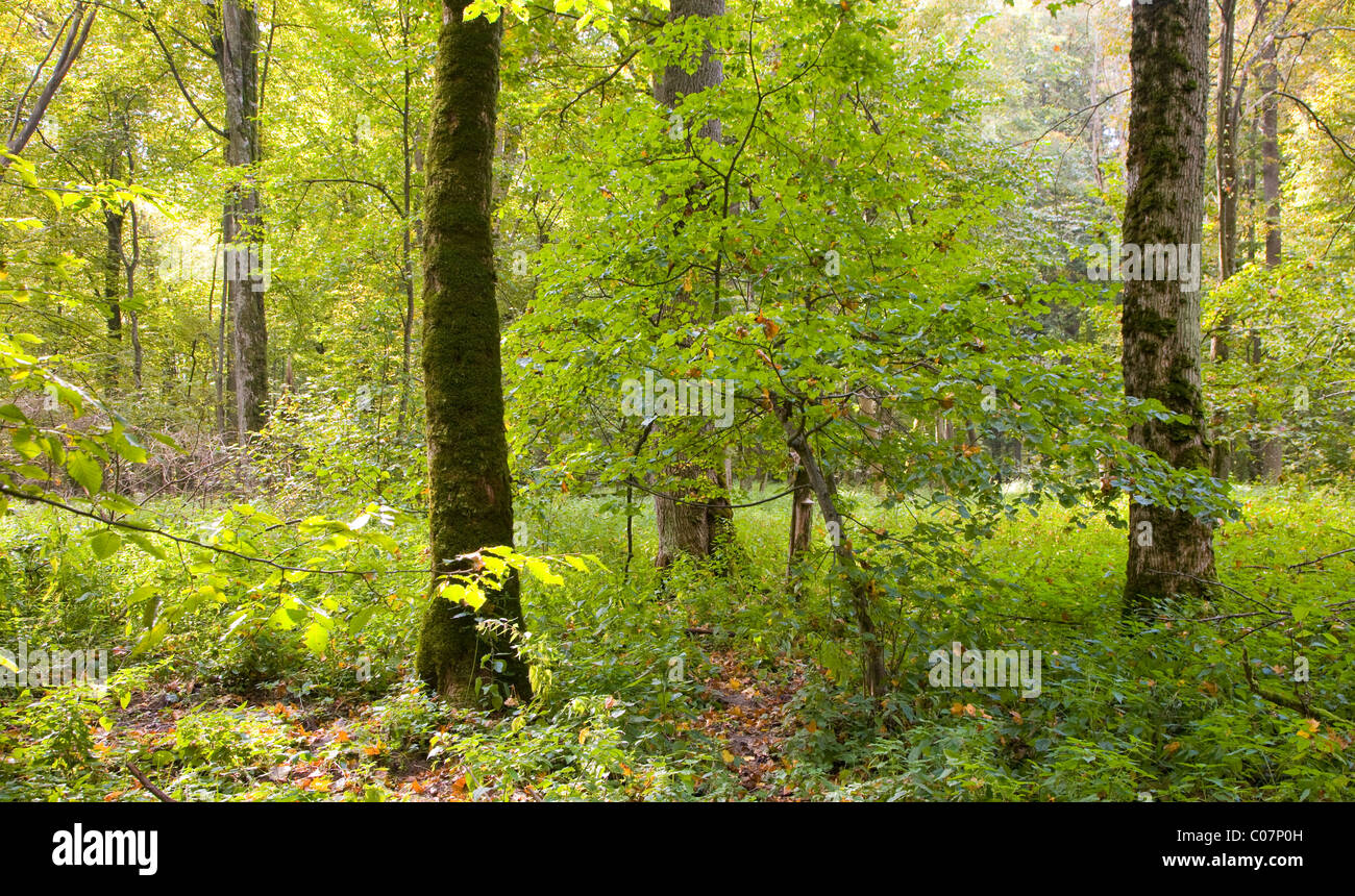 Linden tree hi-res stock photography and images - Alamy