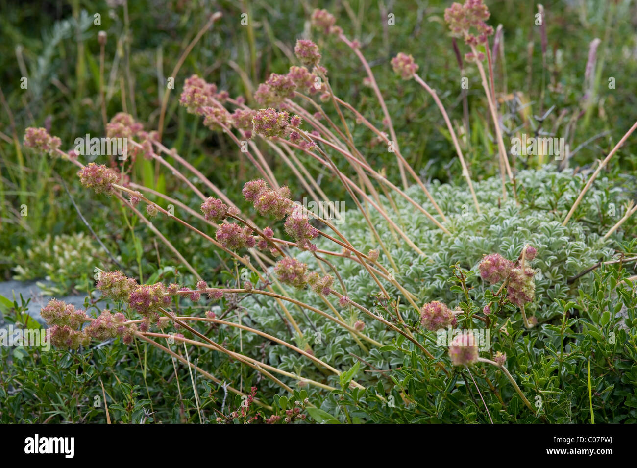 Acaena High Resolution Stock Photography and Images - Alamy