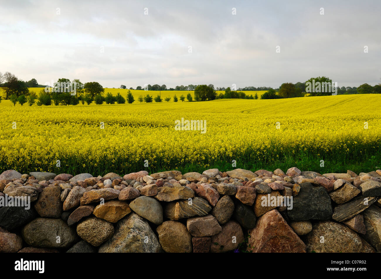 Dry stone wall in front of a flourishing field of rape, Othenstorf ...
