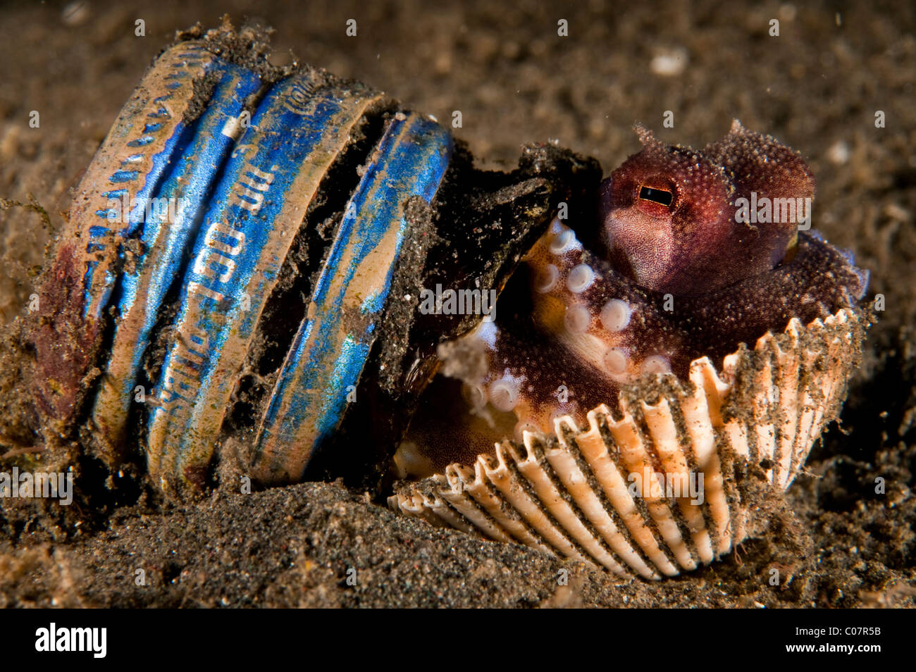 Octopus jar hi-res stock photography and images - Alamy