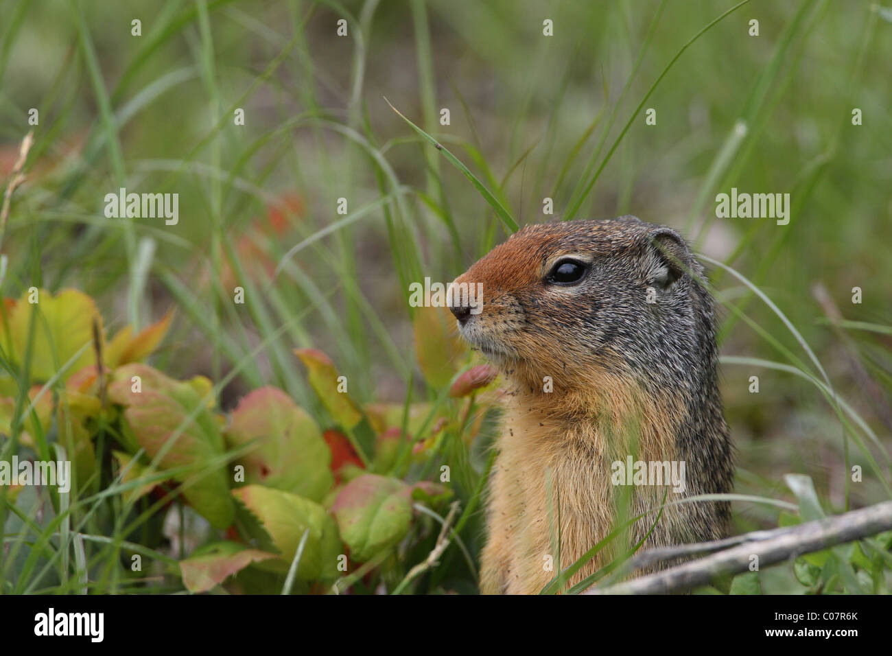Insects rodentia jasper national park hi-res stock photography and ...