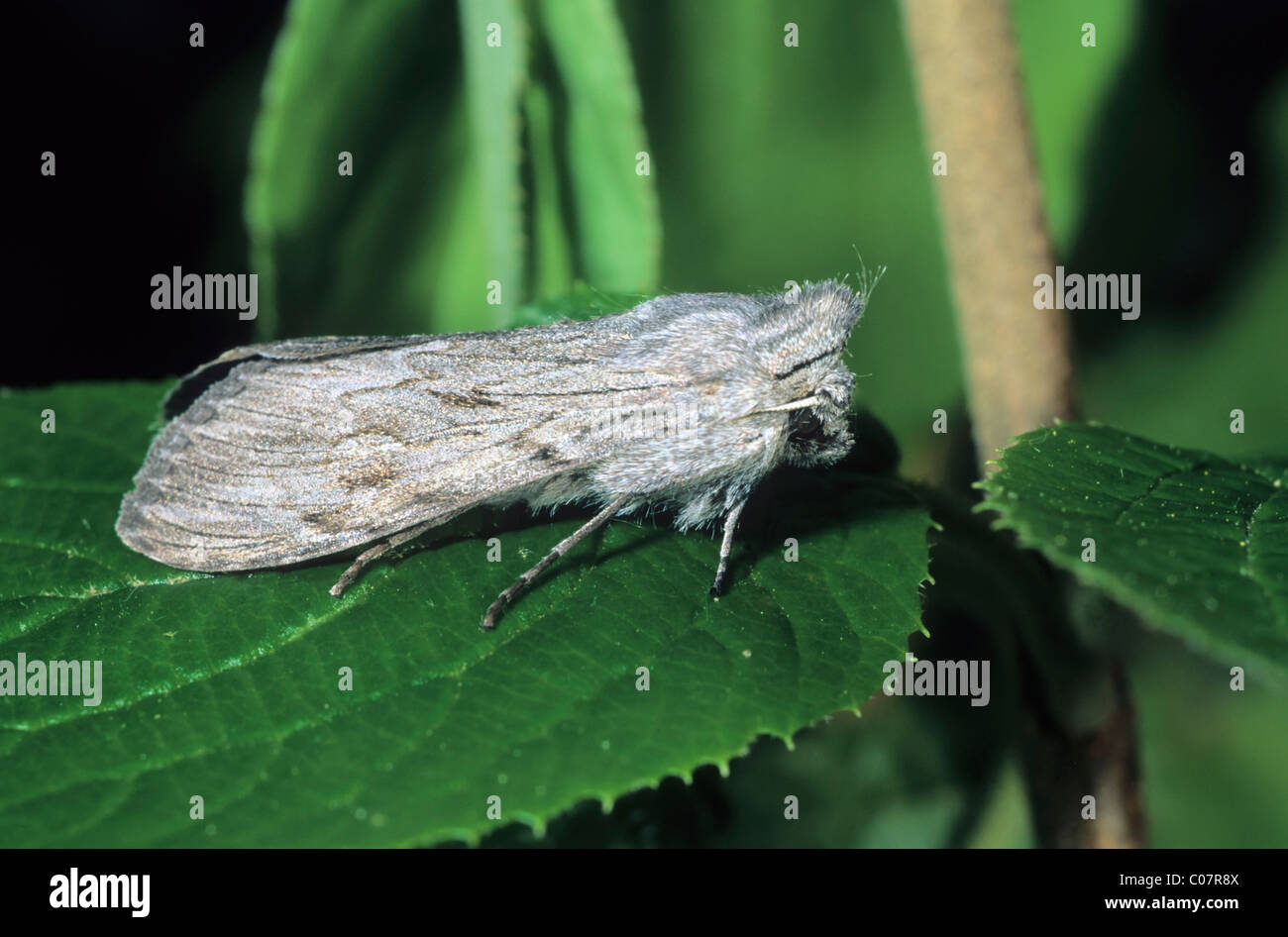 Lettuce Shark moth (Cucullia lactucae Stock Photo - Alamy