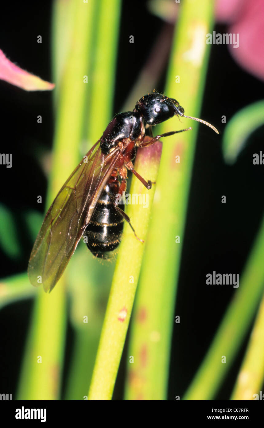 Carpenter Ant (Camponotus ligniperda), Queen before her mating flight ...