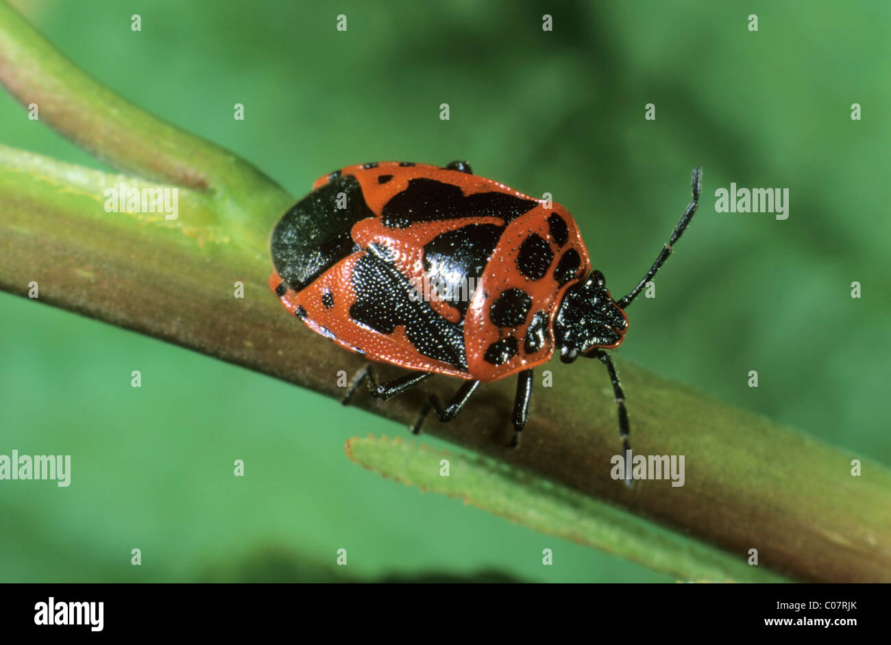 Shield Bug (Eurydema dominulus Stock Photo - Alamy