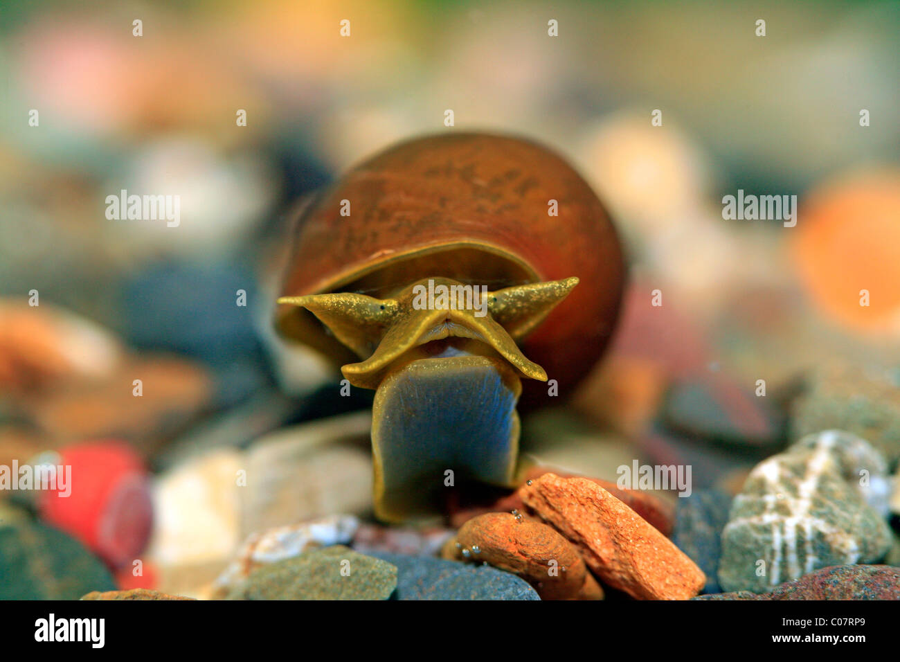Great pond snail (Lymnaea stagnalis Stock Photo - Alamy