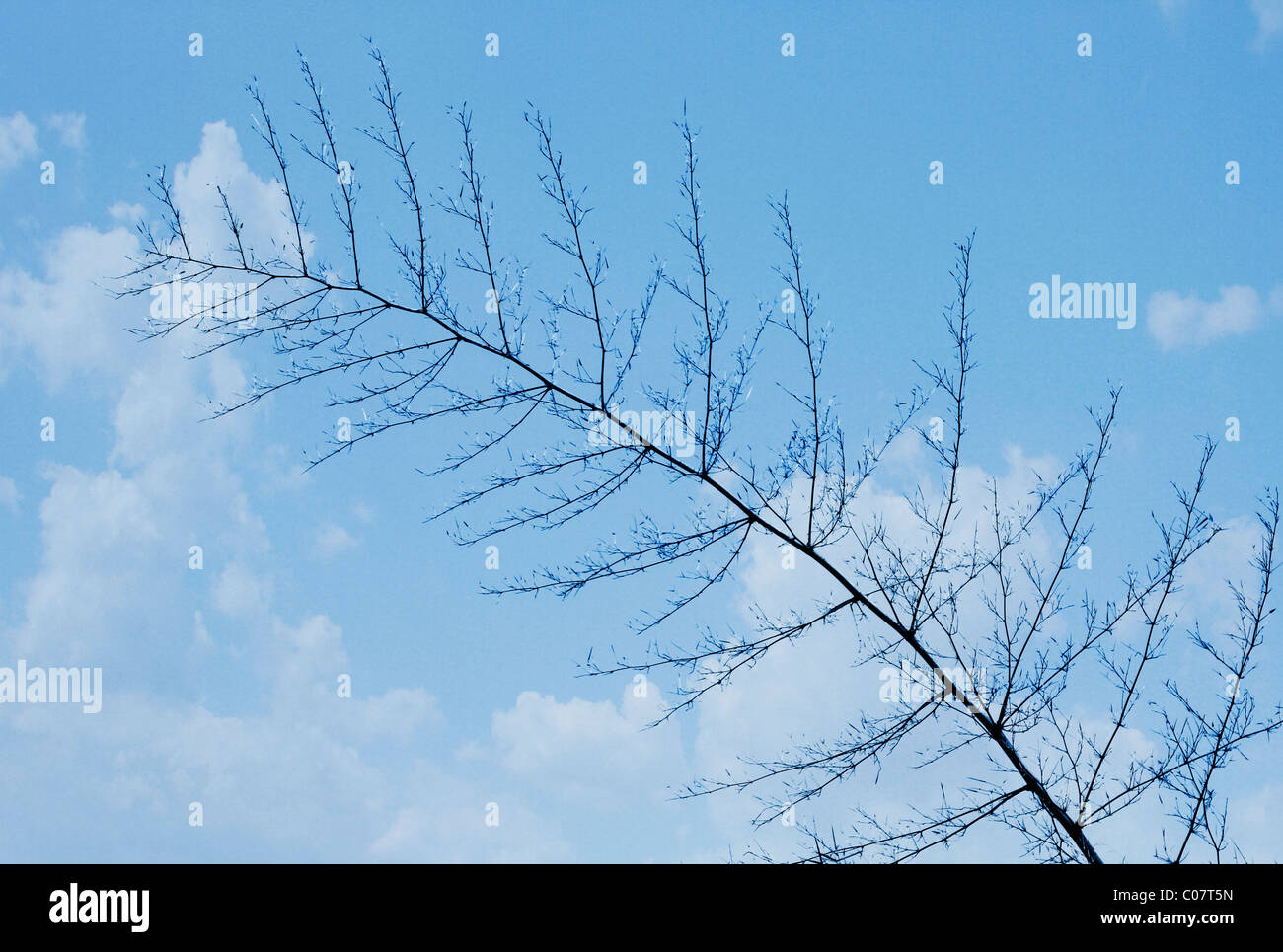 Low angle view of twig on a tree, Jim Corbett National Park, Nainital ...