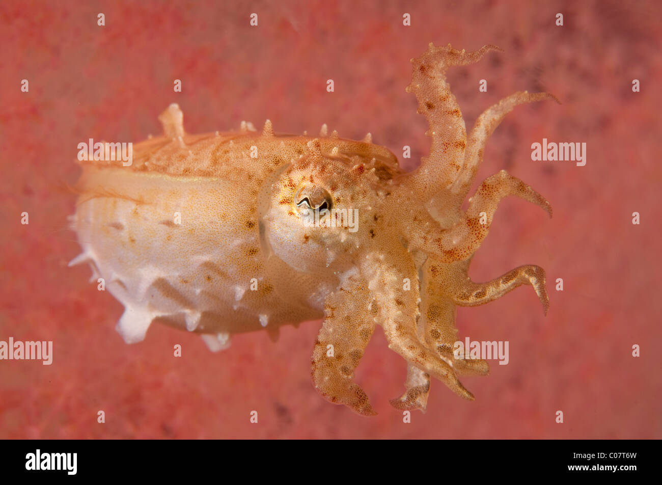 Broadclub cuttlefish behind a pink soft coral, Lembeh, Indonesia Stock ...
