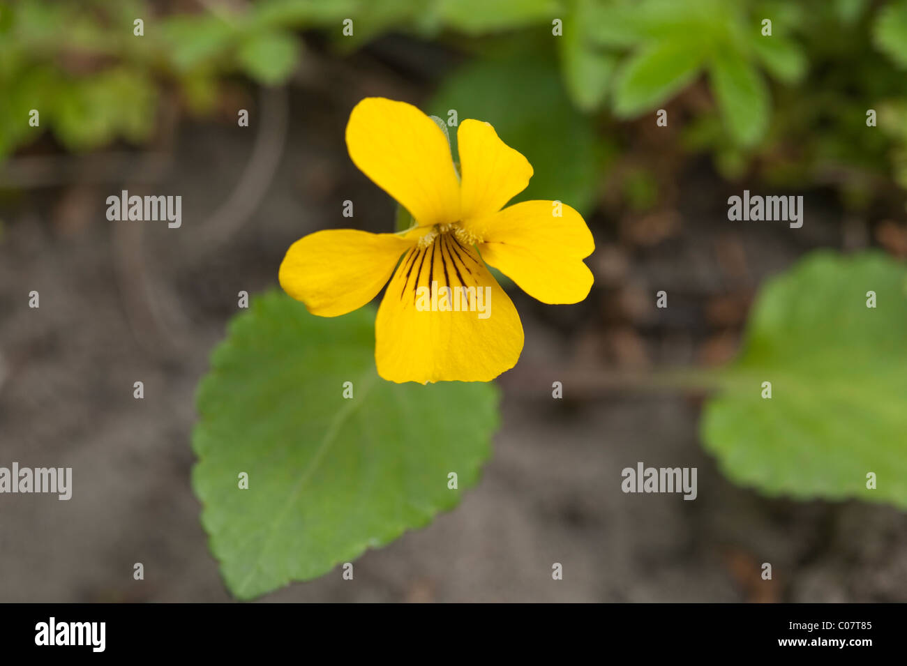Viola magellanica flowers Torres del Paine National Park, Patagonia ...