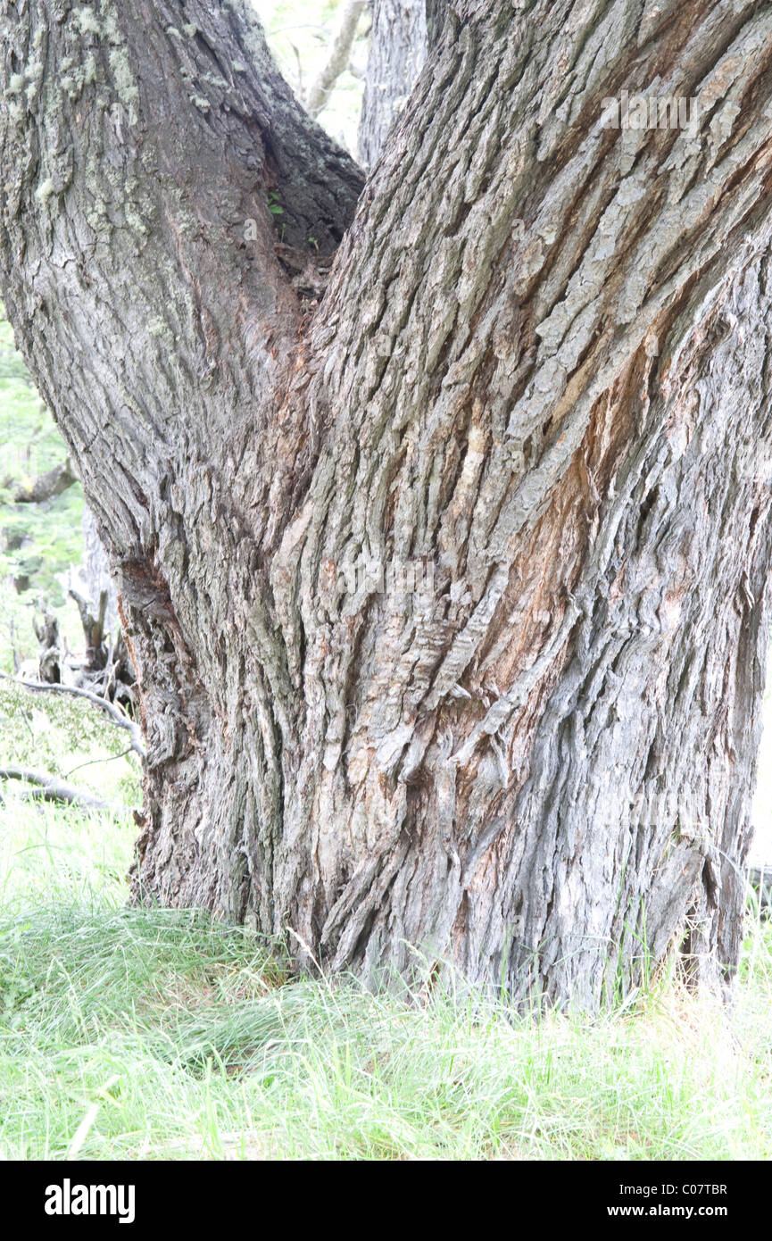 Lenga tree hi-res stock photography and images - Alamy