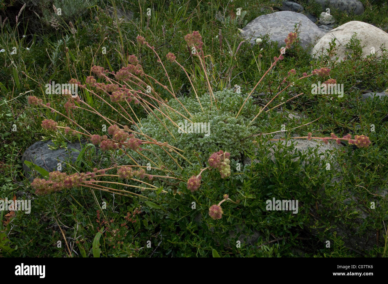 Acaena sp. leaves flowers Torres del Paine National Park, Patagonia ...
