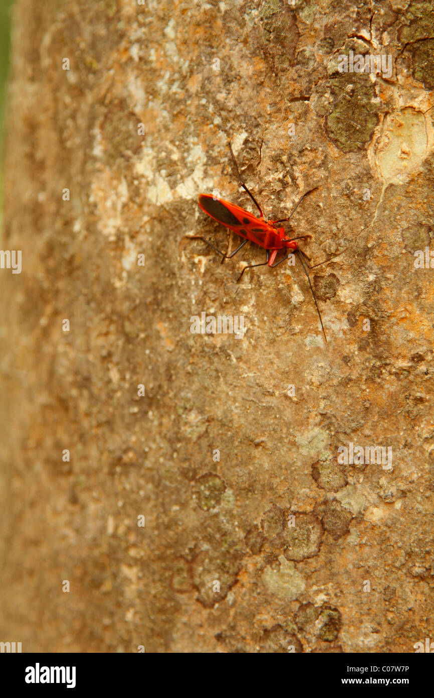 Beetle tree hi-res stock photography and images - Alamy