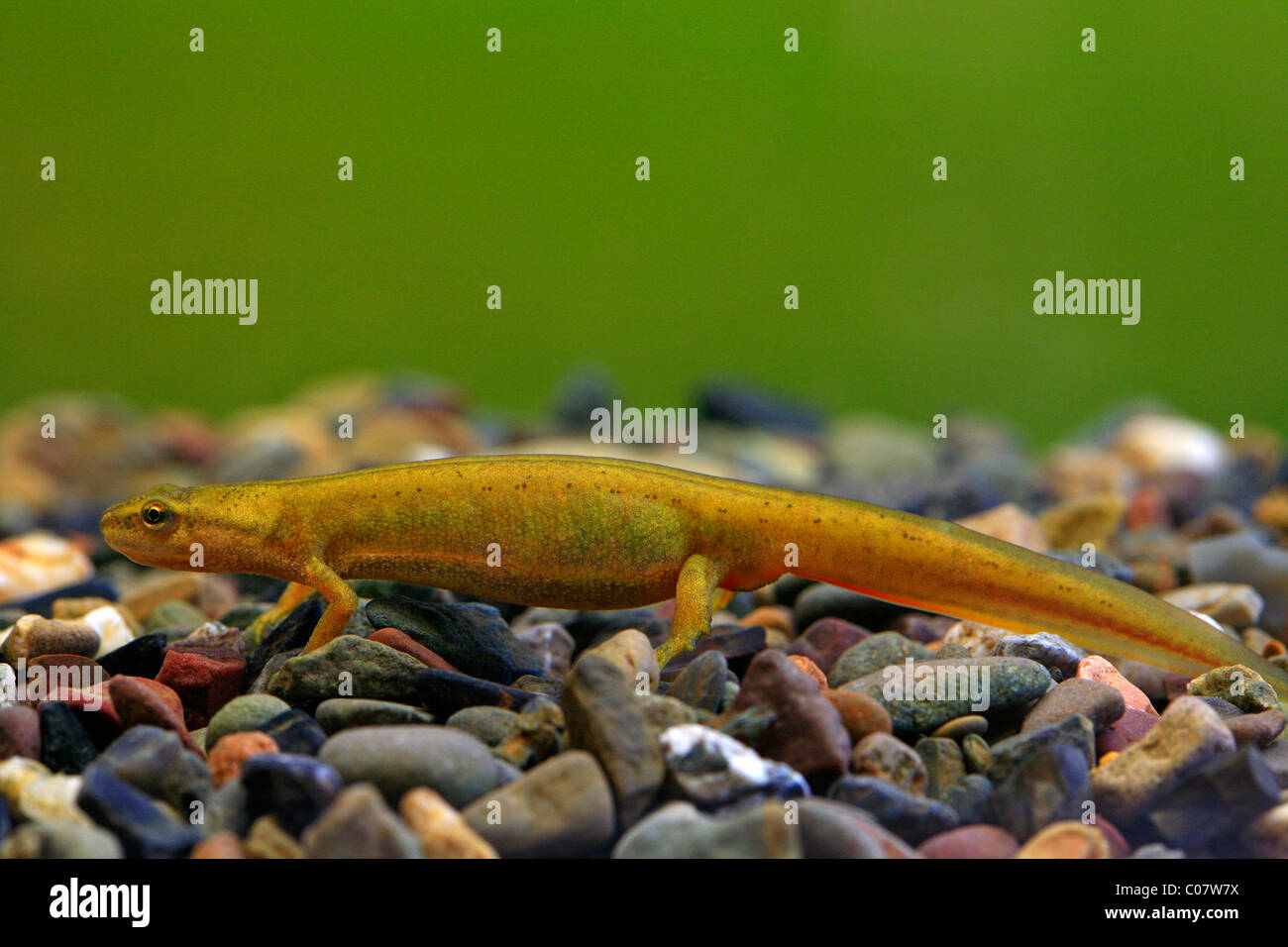 Smooth newt, Common newt (Lissotriton vulgaris), female Stock Photo - Alamy
