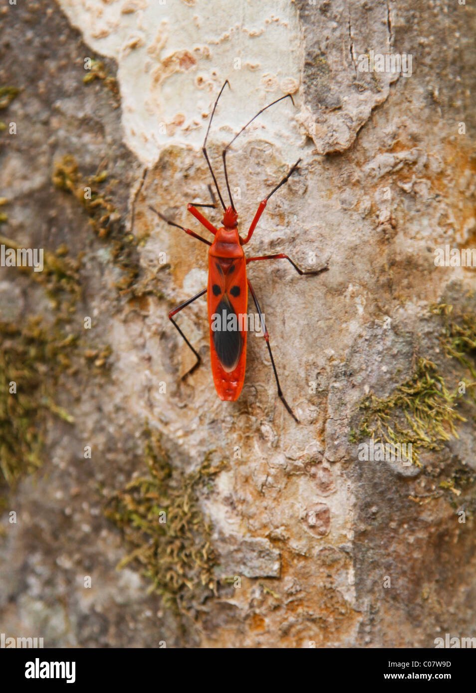 Red Milkweed beetle on a tree bark Stock Photo - Alamy