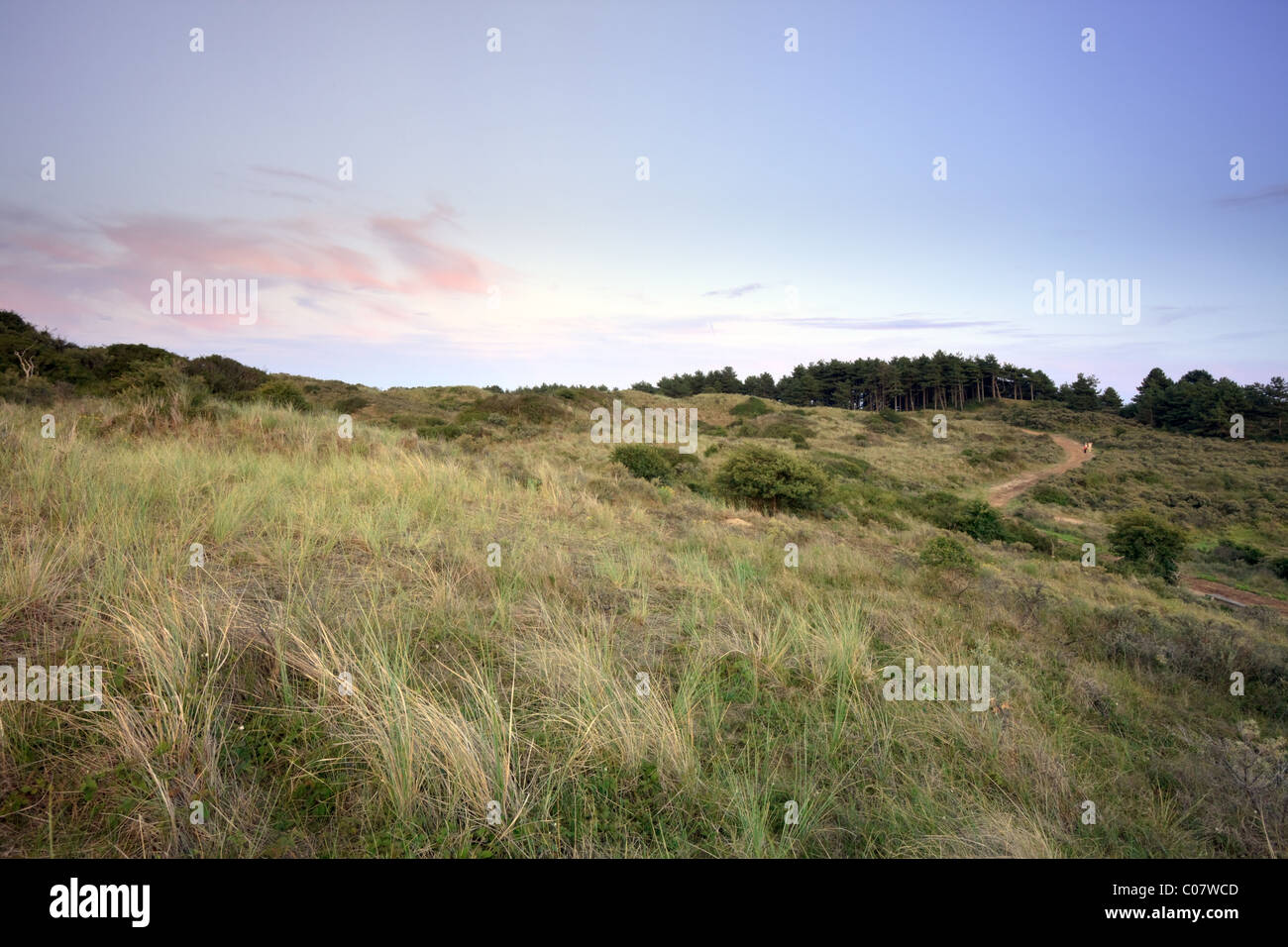 Tree sunet hi-res stock photography and images - Alamy