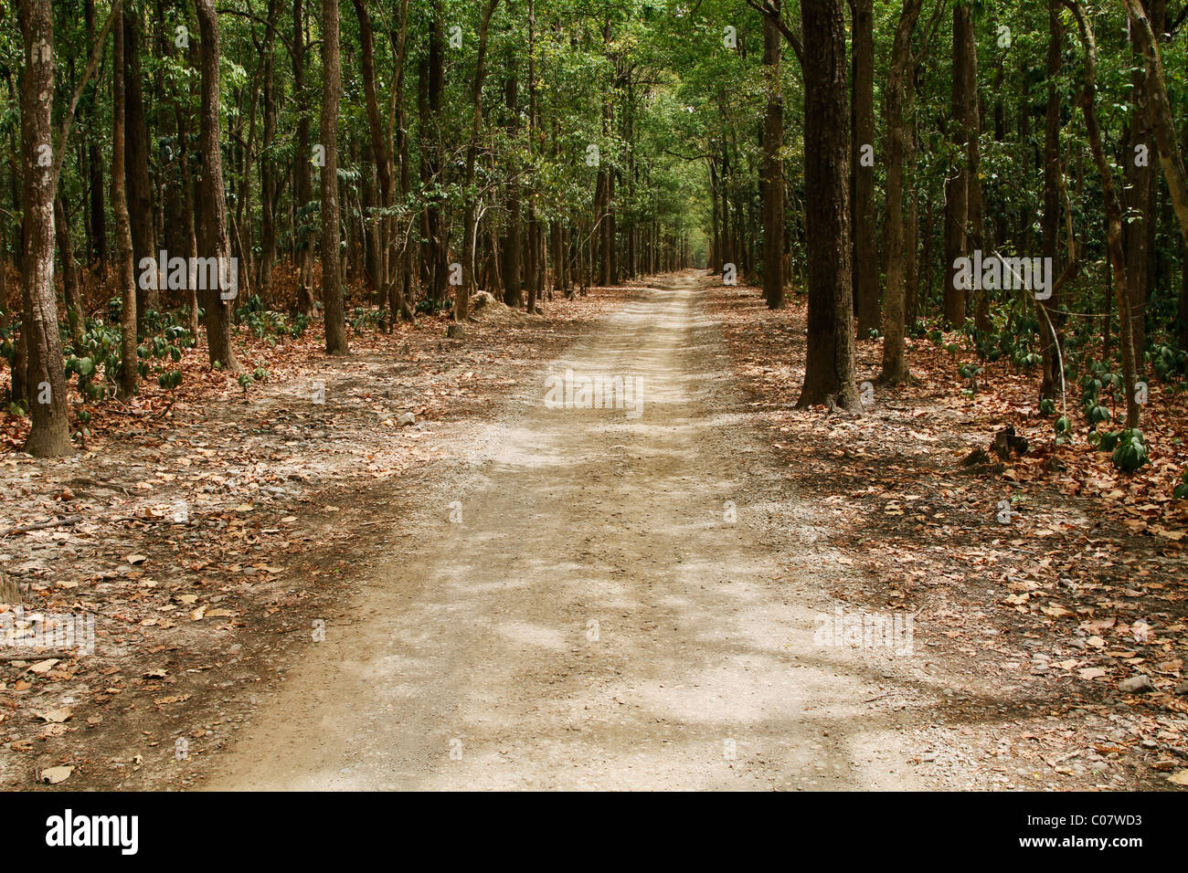 Dirt road passing through a forest, Jim Corbett National Park, Nainital ...