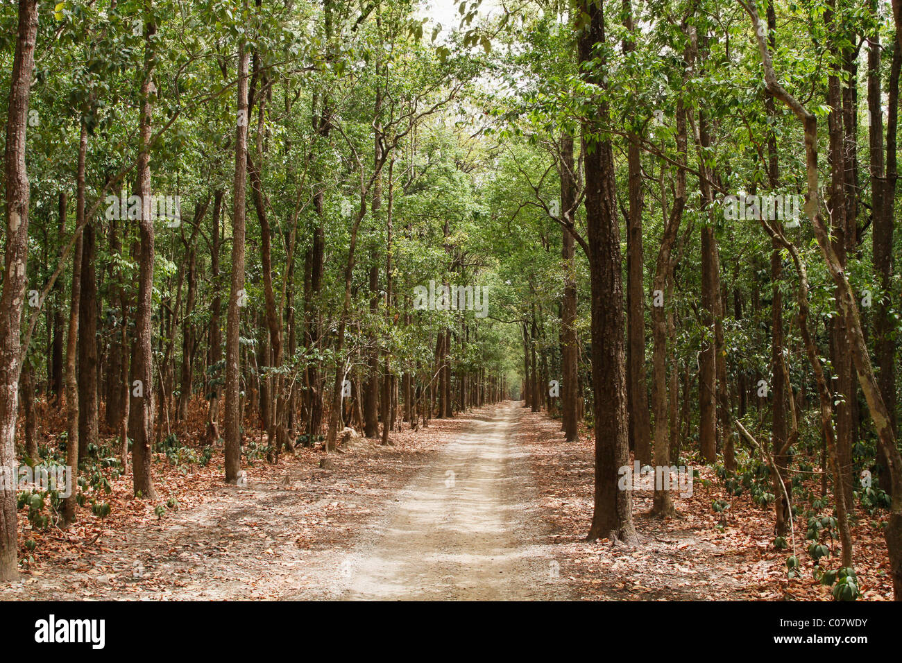 Dirt road passing through a forest, Jim Corbett National Park, Nainital ...