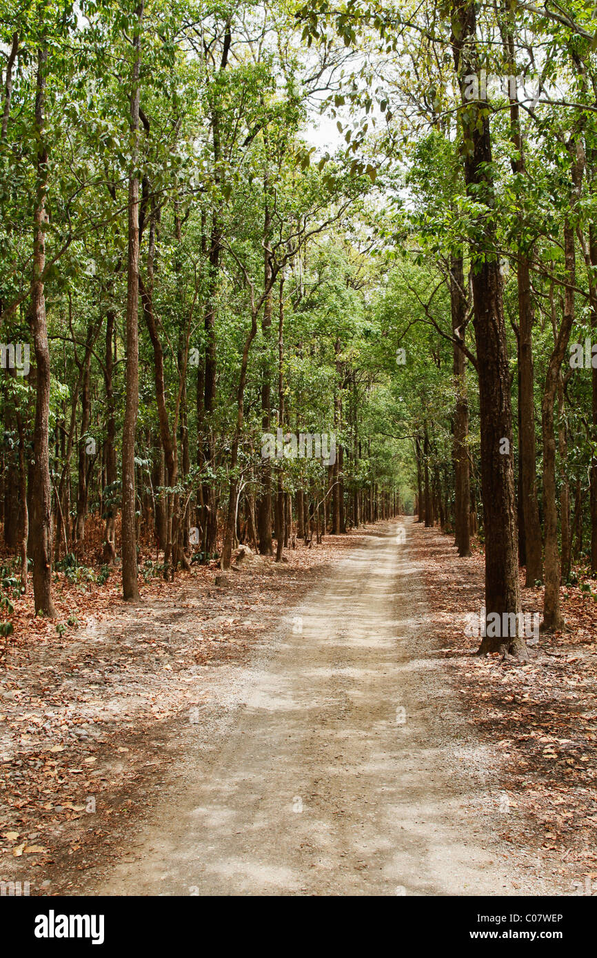 Dirt road passing through a forest, Jim Corbett National Park, Nainital ...